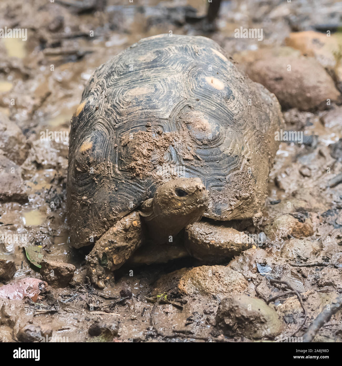 Red-footed tortoise, turtle in the mud Stock Photo - Alamy