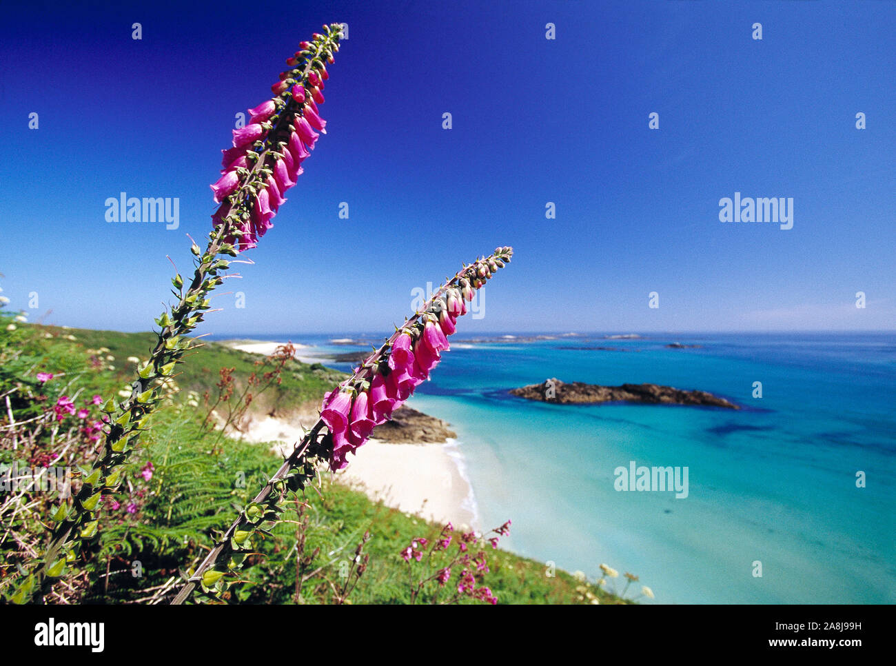 Channel islands island wild flowers hi-res stock photography and images ...