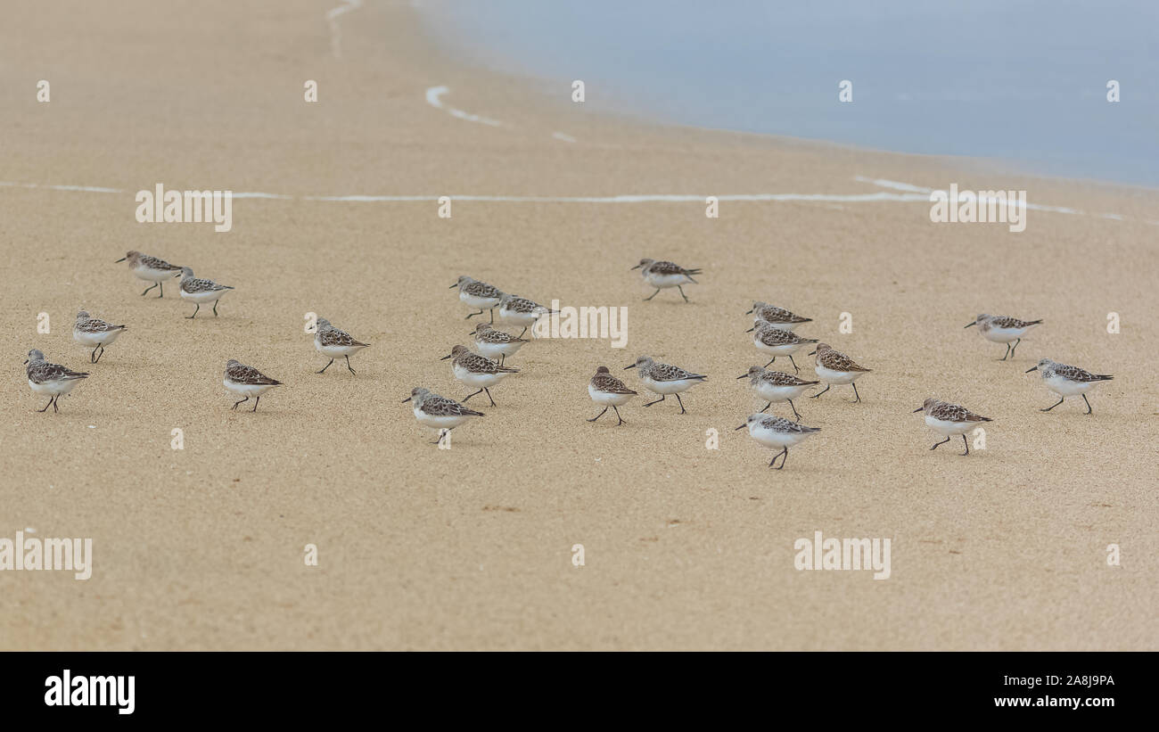 Small flock of sanderling hi-res stock photography and images - Alamy