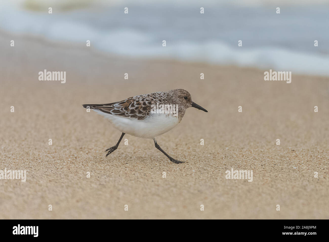 Small flock of sanderling hi-res stock photography and images - Alamy