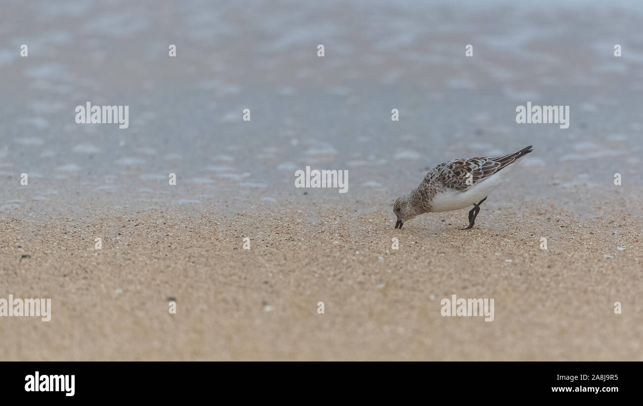 Calidris alba, Sanderling, bird eating, the beak pushed in the sand ...