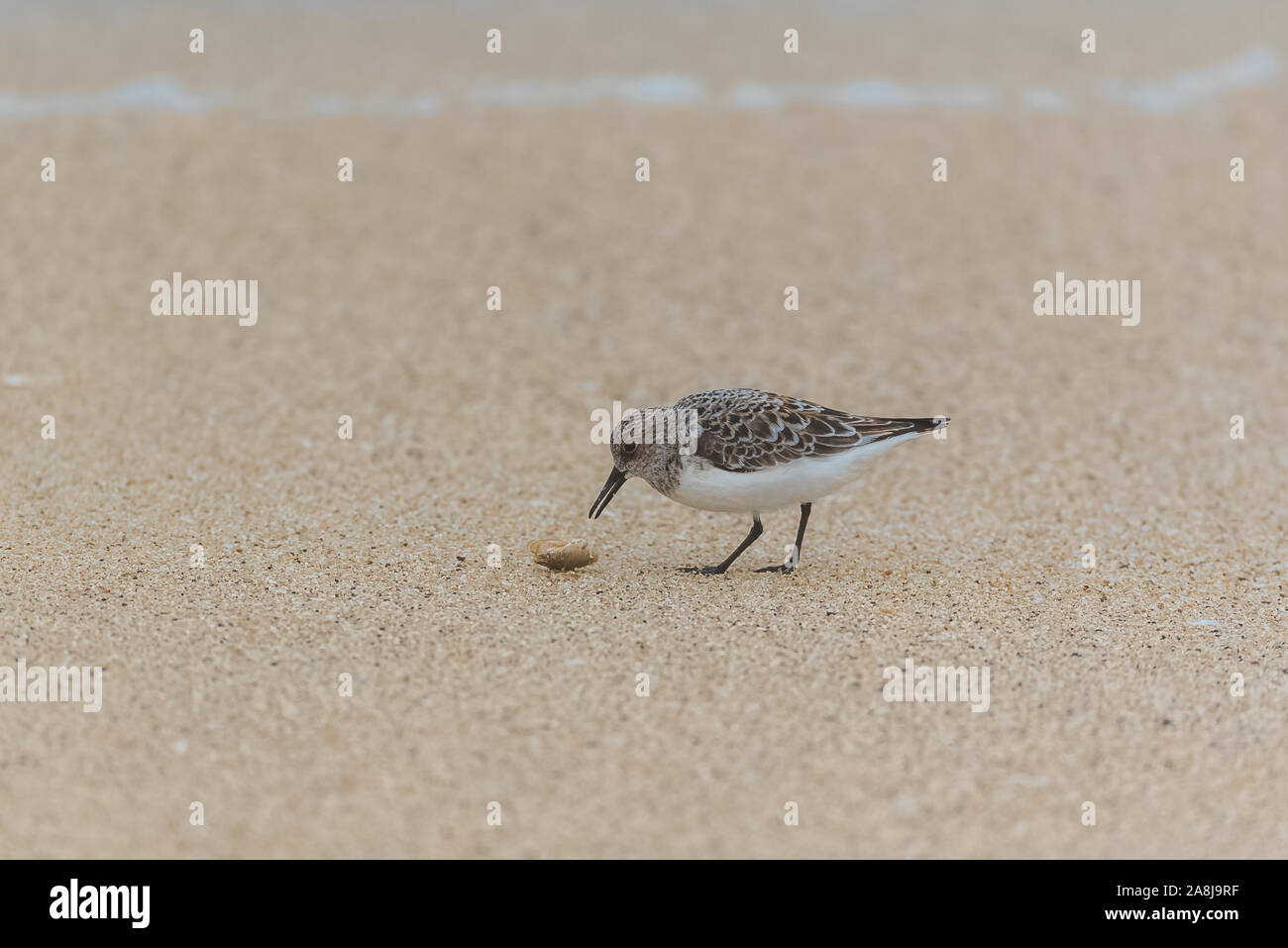 Calidris alba, Sanderling, bird eating, the beak pushed in the sand ...