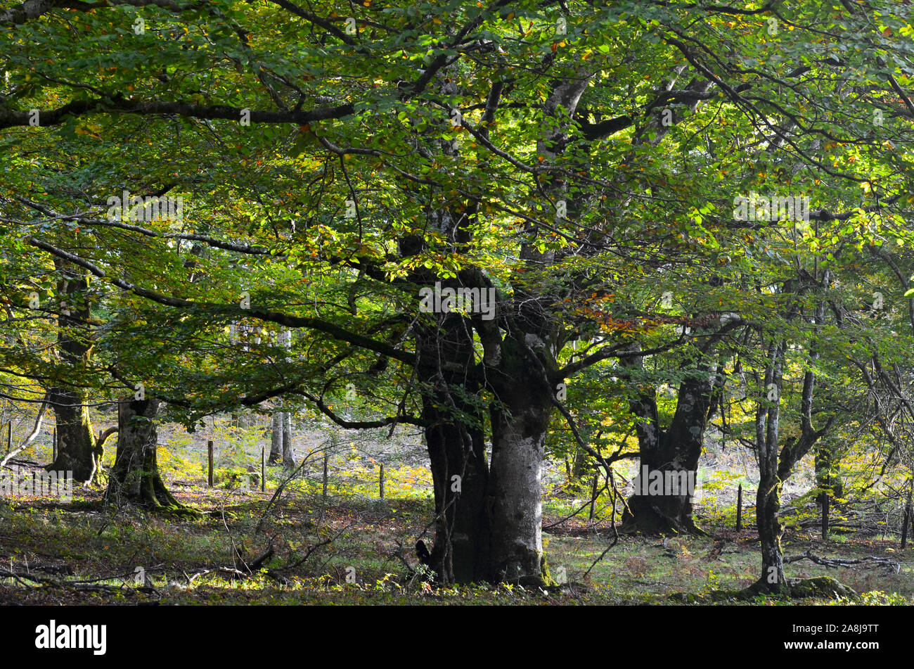 European beech (Fagus sylvatica) trees in Sierra de Urbasa-Andia ...
