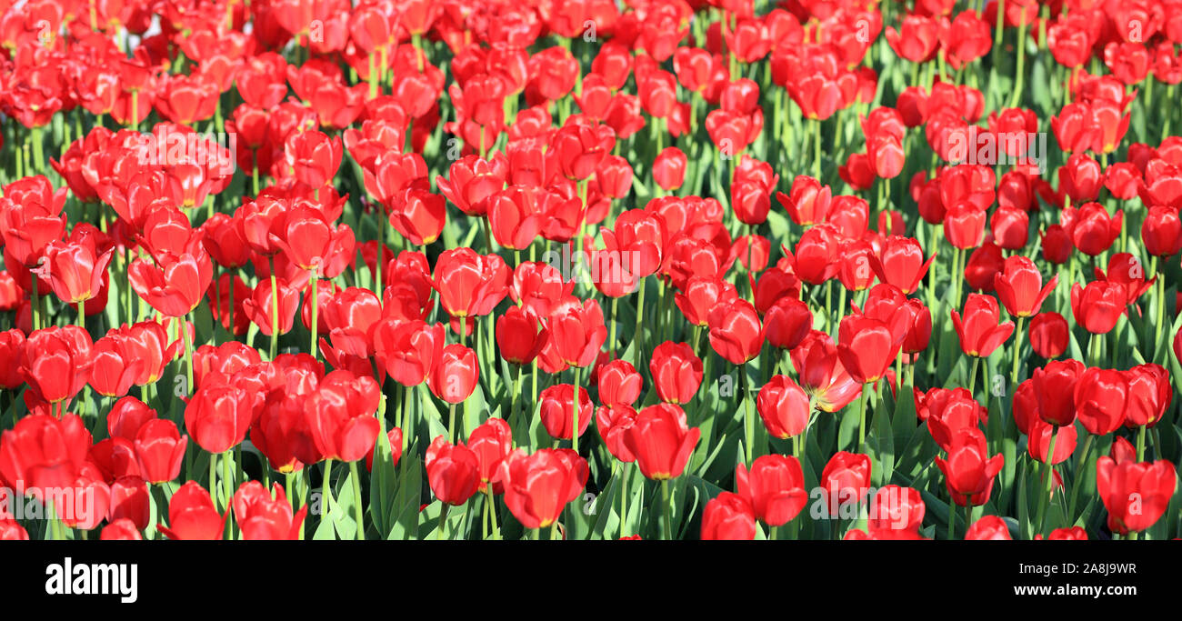 Red Tulip at Spring Stock Photo - Alamy