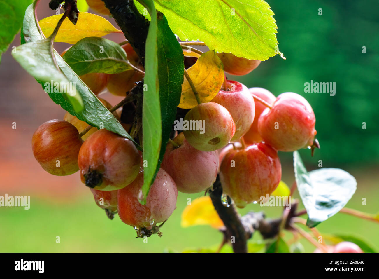 Urban boulevards Crabapple and wild apple tree. Malus is a genus of of ...