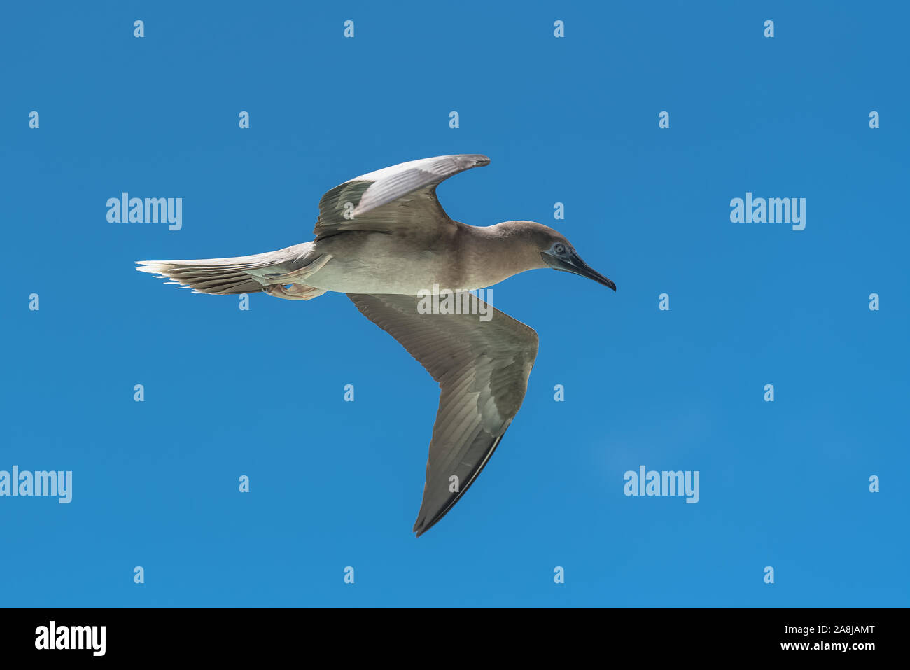 Brown booby, Sula leucogaster, juvenile, exotic bird flying, french ...