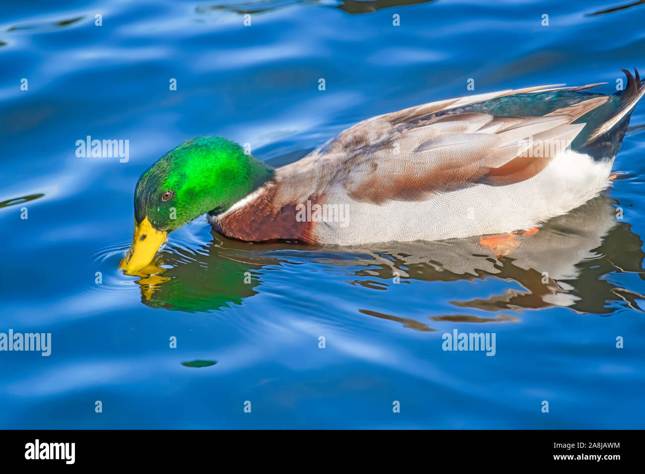 Mallard wild duck hi-res stock photography and images - Alamy