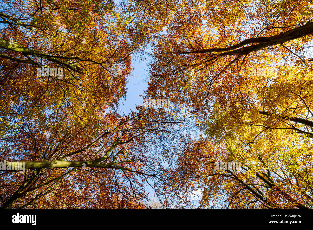 Autumn colours of a Beech tree canopy, Cotswolds, England Stock Photo ...
