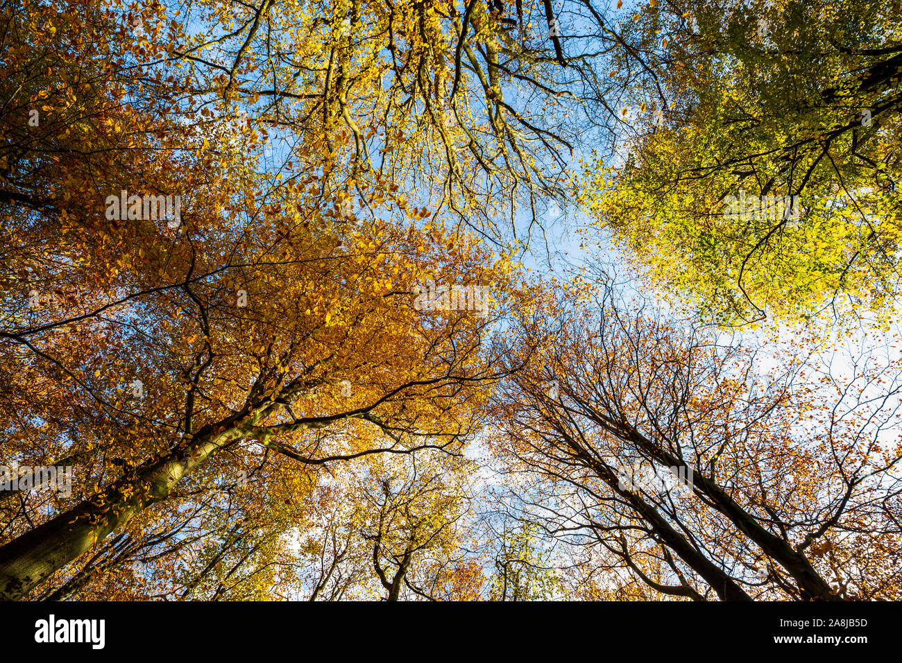 Autumn colours of a Beech tree canopy, Cotswolds, England Stock Photo ...