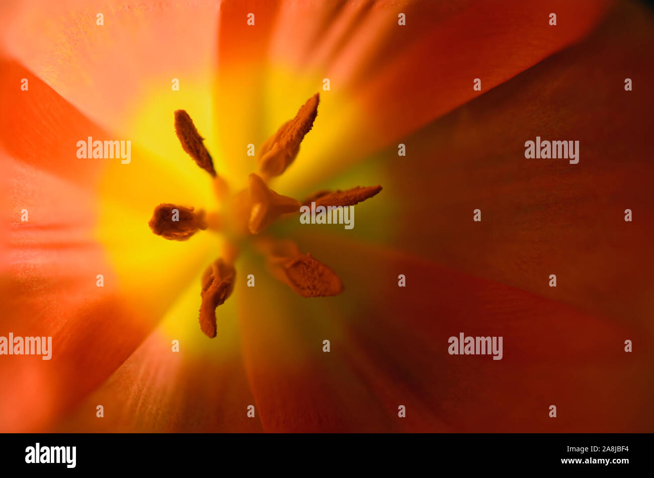 Orange tulip with the pistil hi-res stock photography and images - Alamy