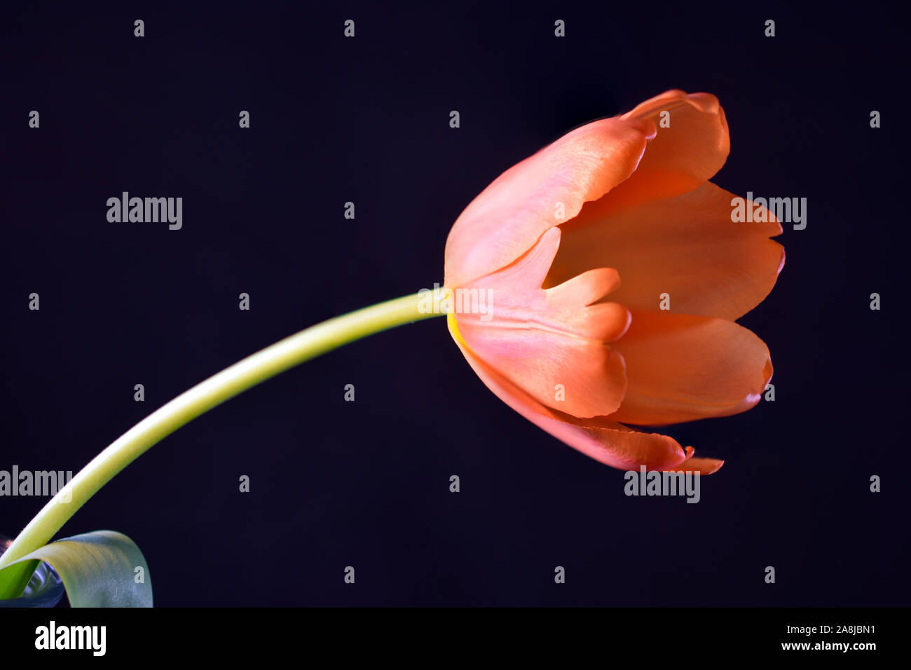 Tulipan Tulp High Resolution Stock Photography and Images - Alamy