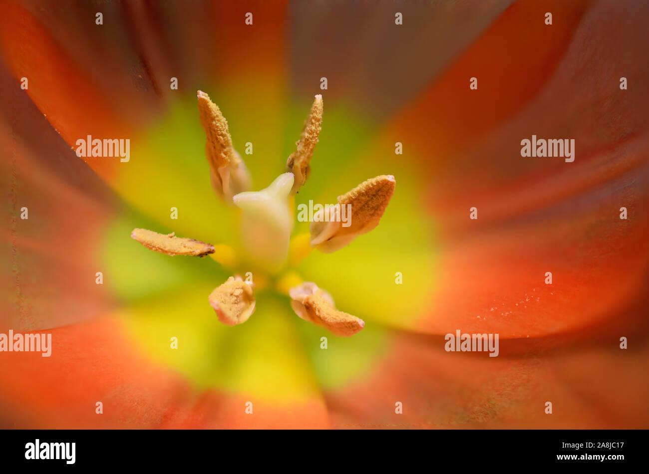 Single Orange Tulip Flower Pistil and Stamen Stock Photo - Alamy