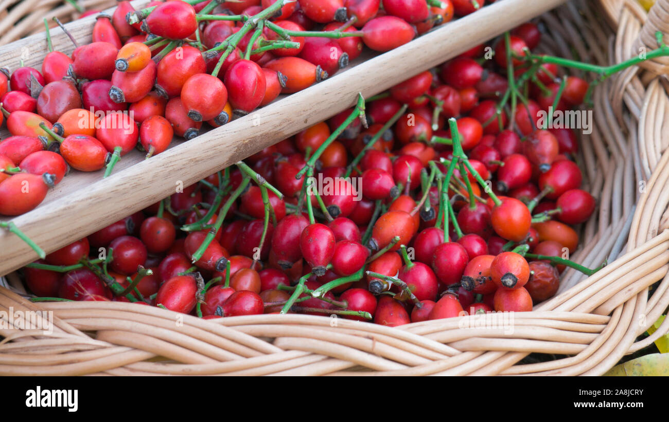 Harvested rose hips and haw berries hi-res stock photography and images ...