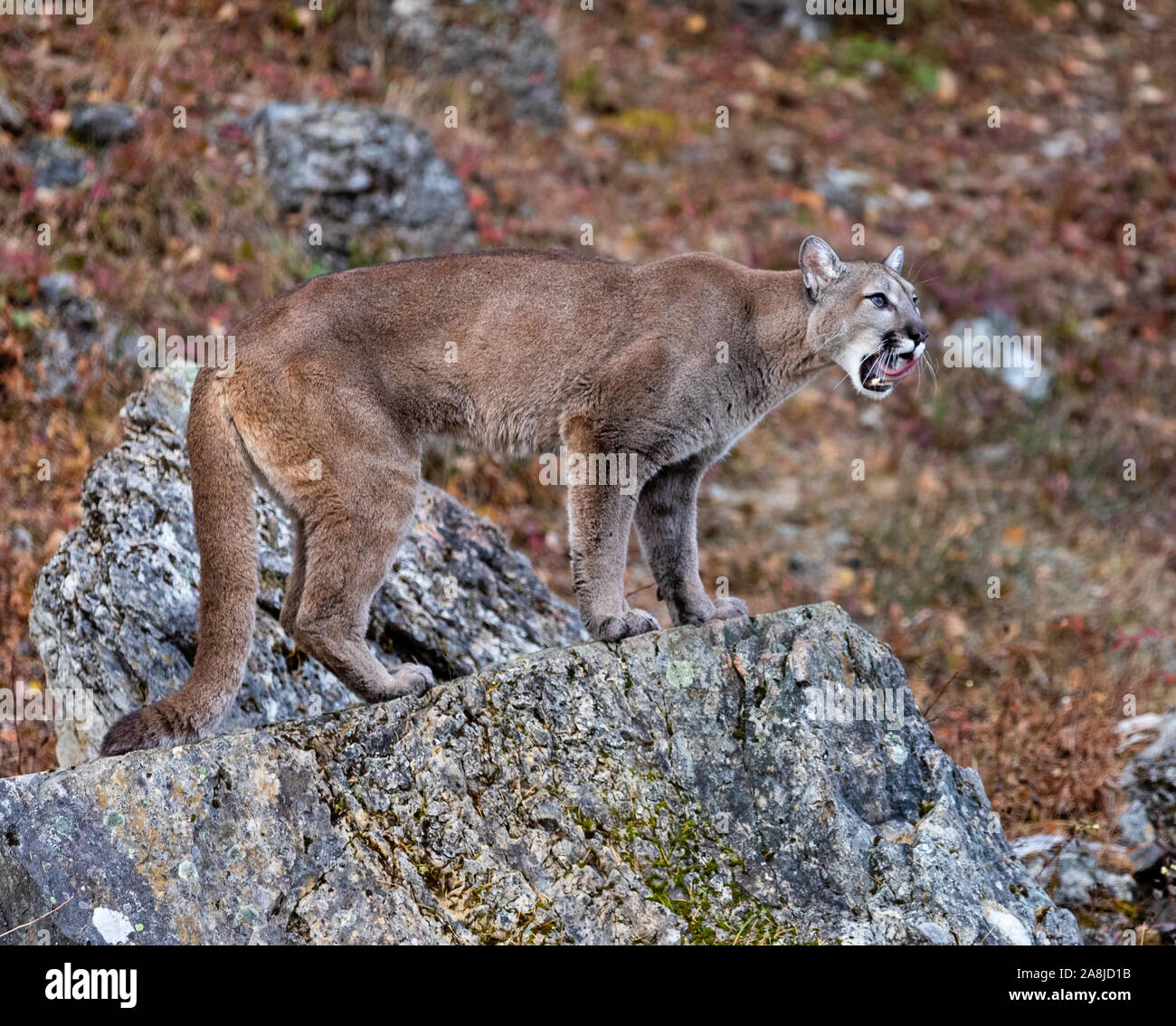Snarling Cougar High Resolution Stock Photography and Images - Alamy