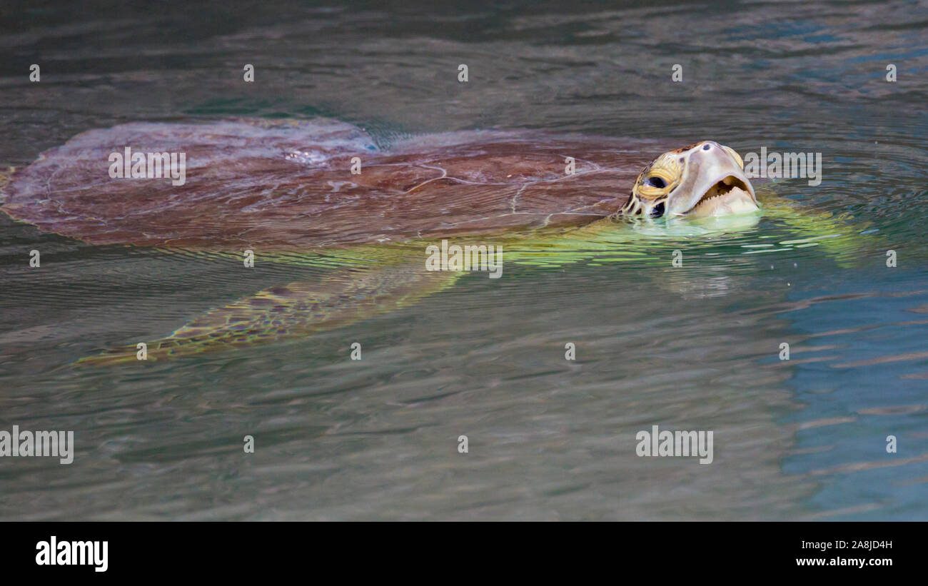 Dry tortugas national park turtle hi-res stock photography and images ...