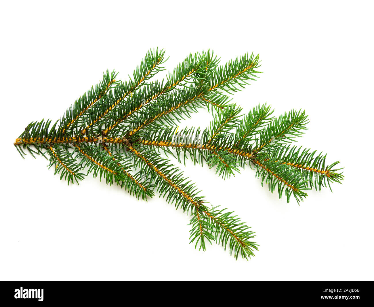 Fir branch isolated on white background Stock Photo - Alamy