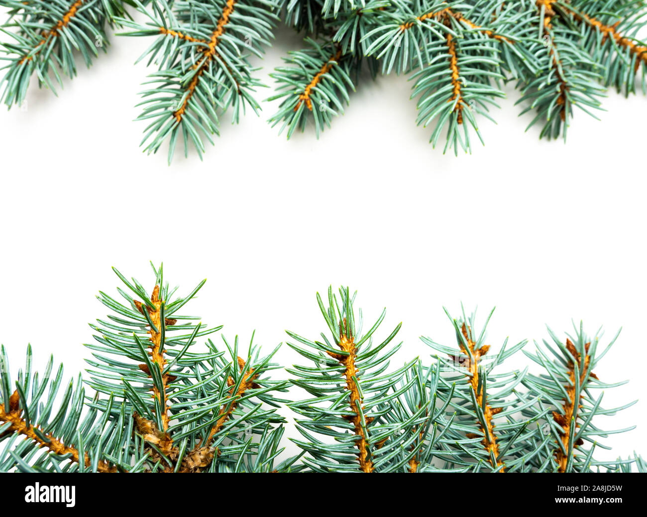 Blue spruce frame on white background Stock Photo - Alamy