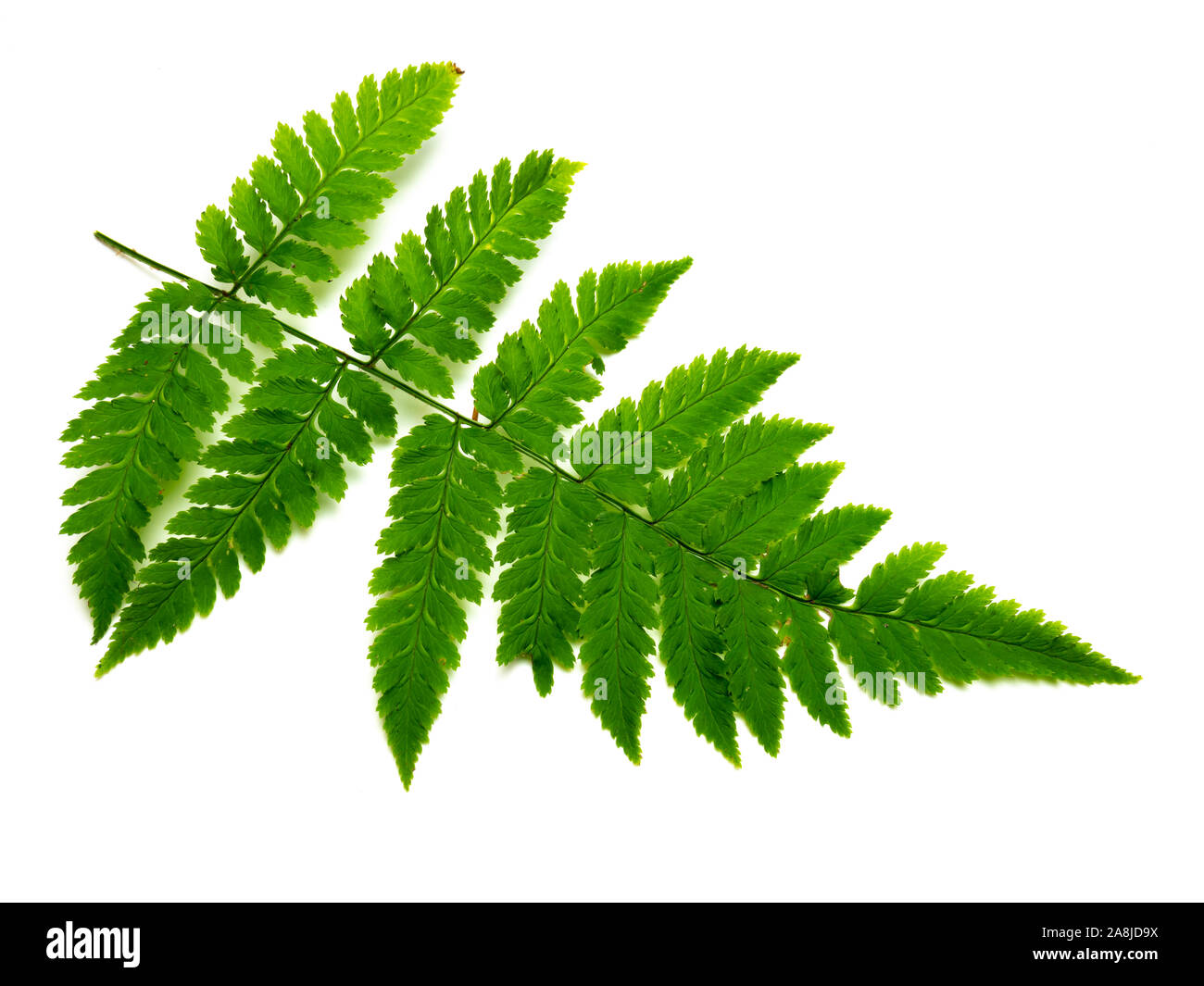 Spices border isolated on white hi-res stock photography and images - Alamy