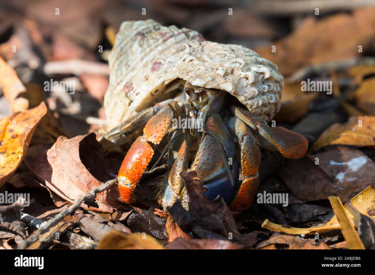 Hermit Crabs In The Wild