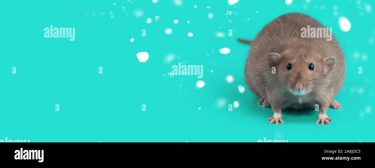 Domestic rat snow hi-res stock photography and images - Alamy