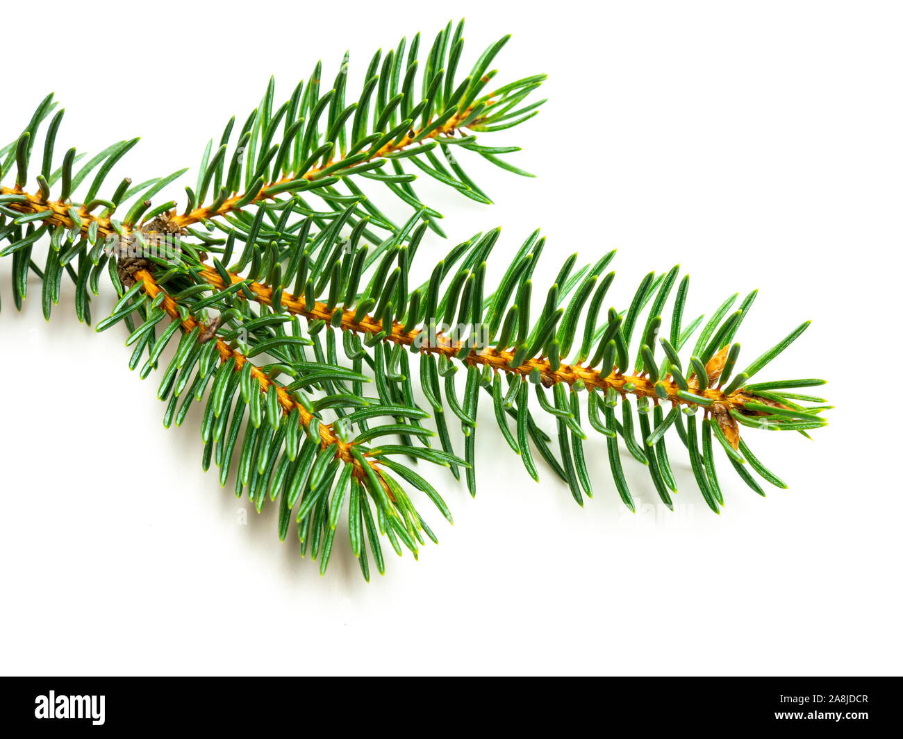 Nordmann fir branch hi-res stock photography and images - Alamy