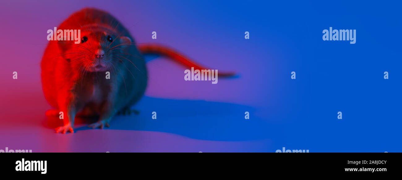 the symbol of the year is a rat illuminated with neon colors blue and ...