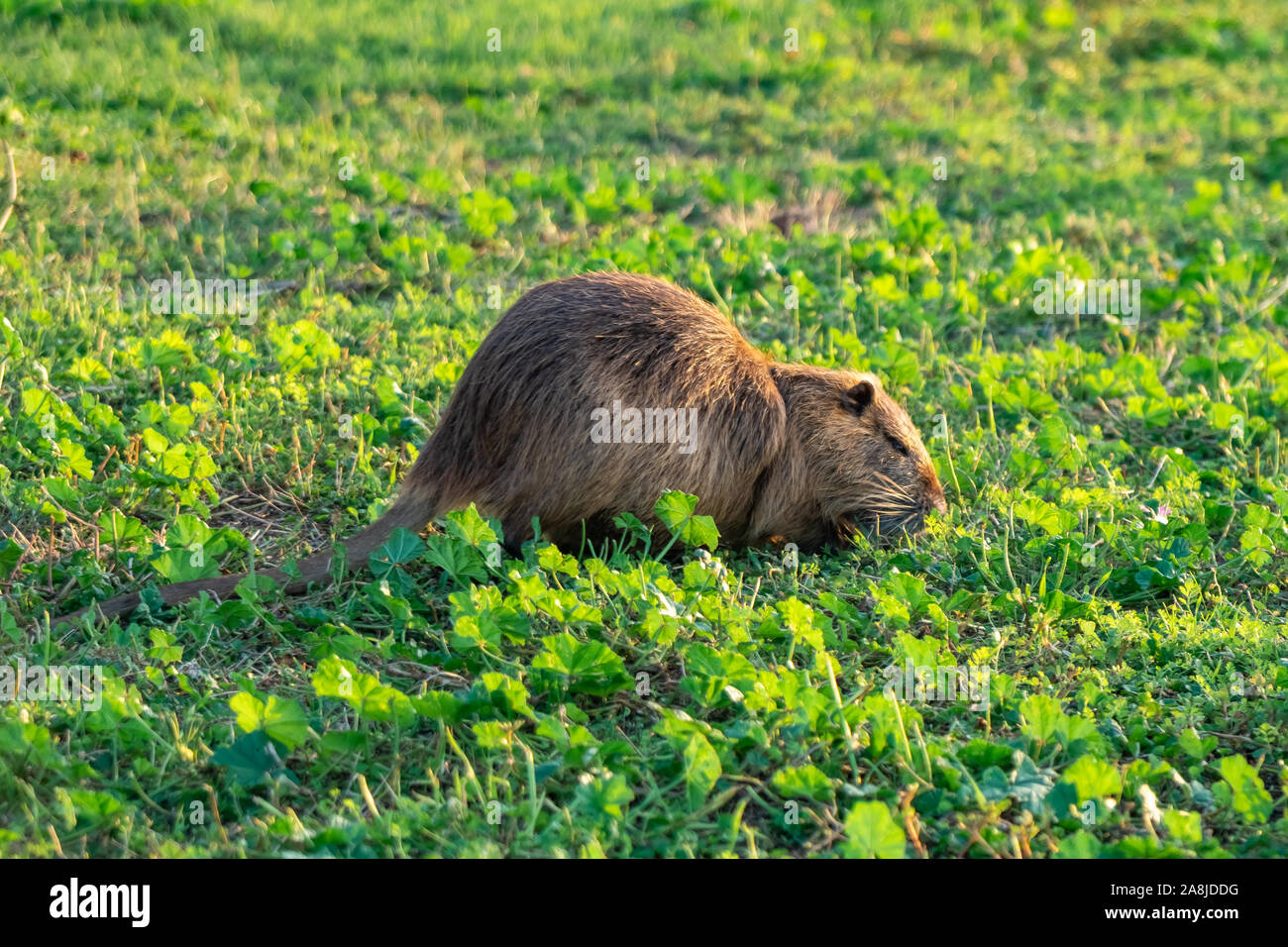 Grass River Mouse High Resolution Stock Photography and Images - Alamy
