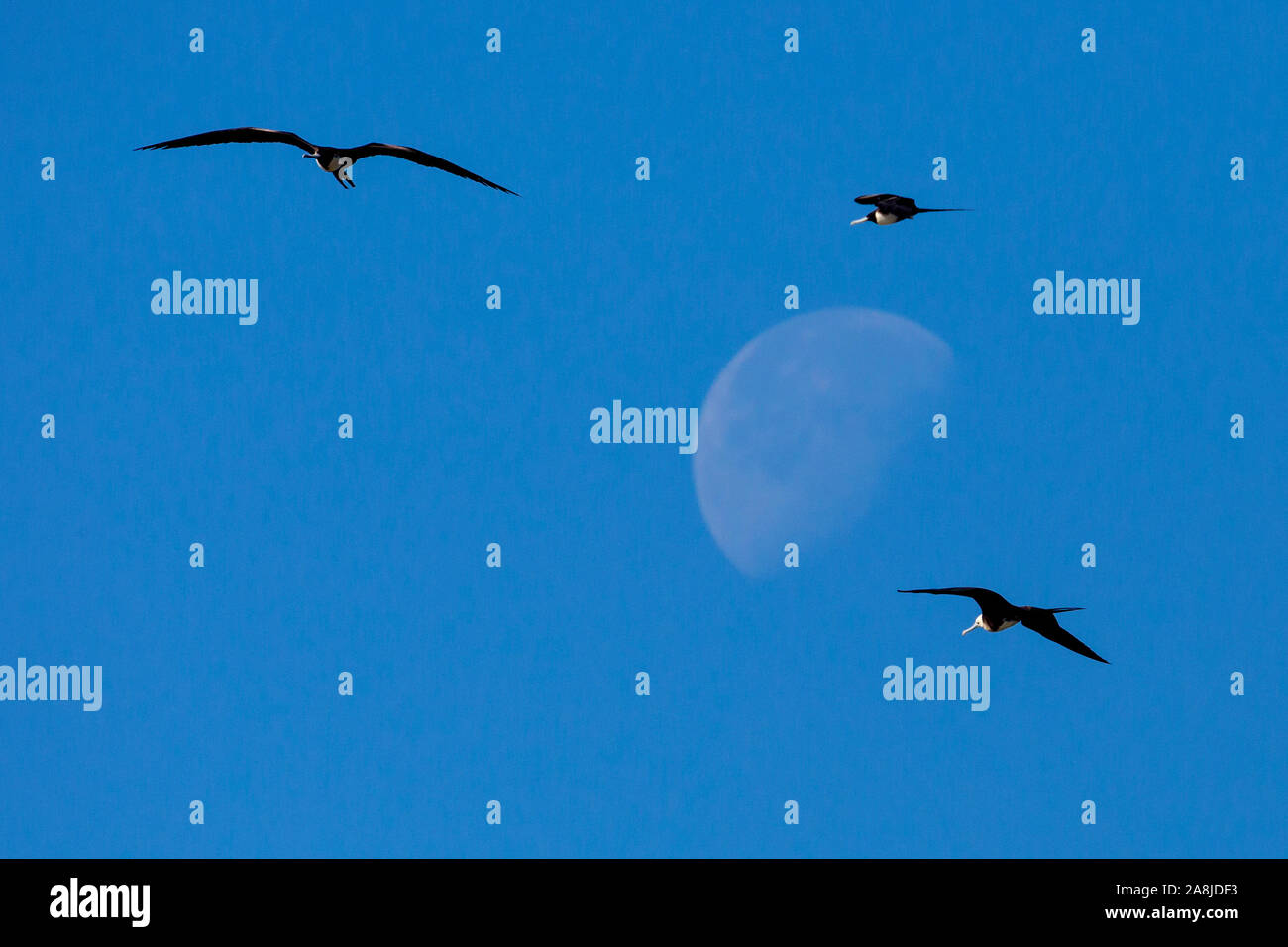 A wild Magnificent Frigatebird flying around Fort Jefferson near Dry ...