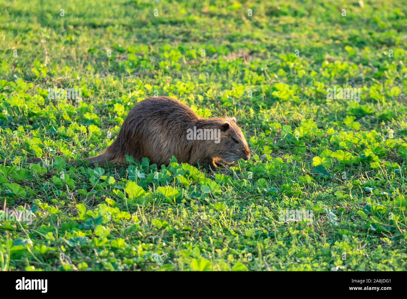 Coypu water rat in green grass. Animal. Wildlife Stock Photo - Alamy