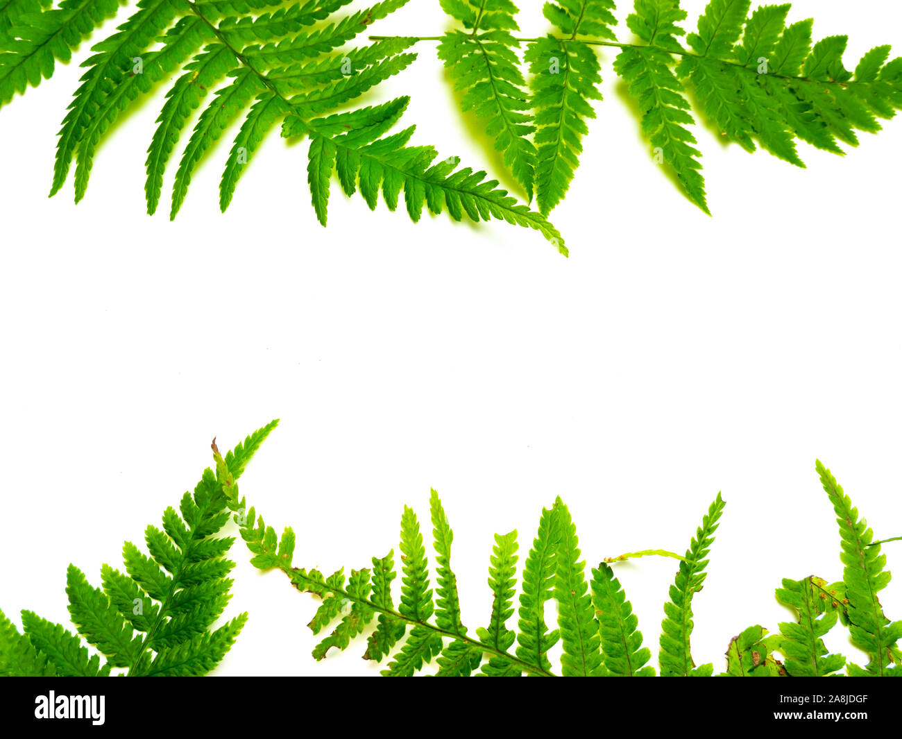 Spices border isolated on white hi-res stock photography and images - Alamy