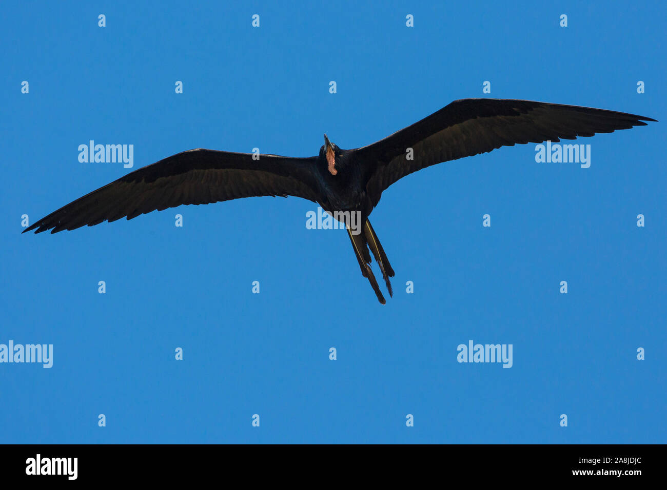 A wild Magnificent Frigatebird flying around Fort Jefferson near Dry ...