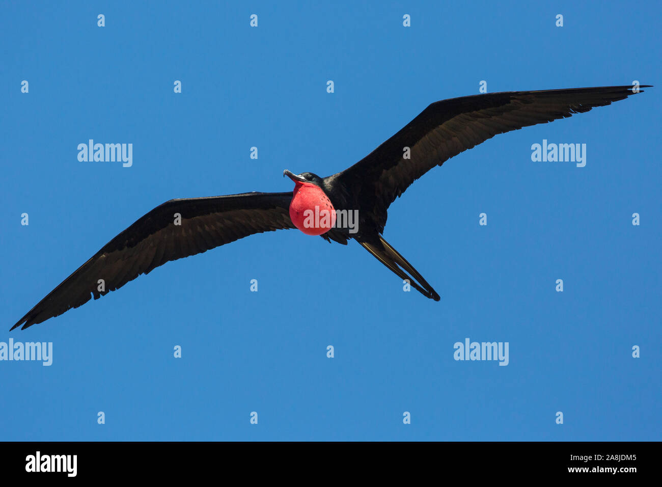 Frigate bird hi-res stock photography and images - Alamy