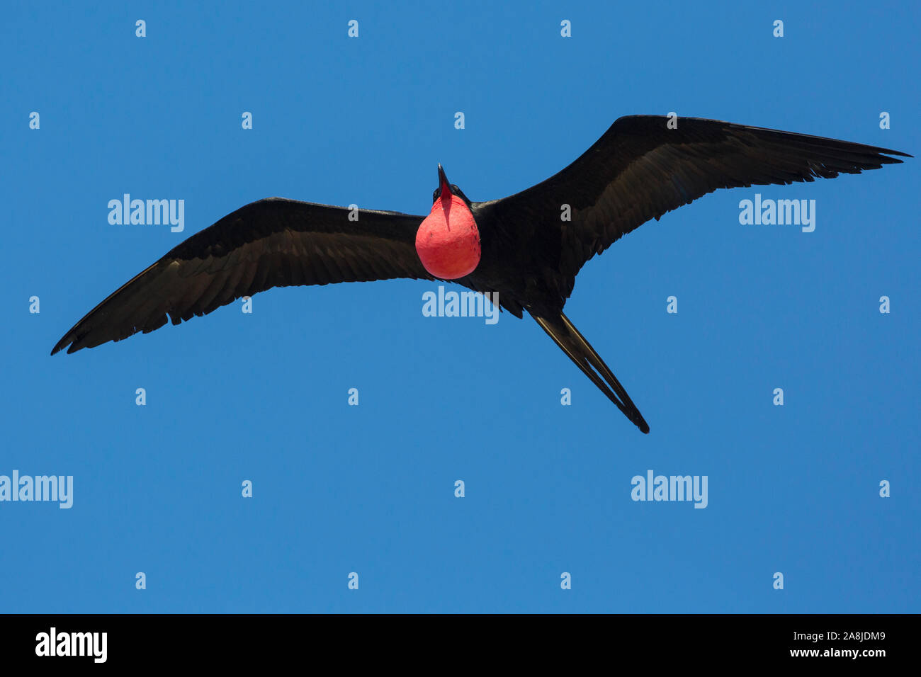 A wild Magnificent Frigatebird flying around Fort Jefferson near Dry ...