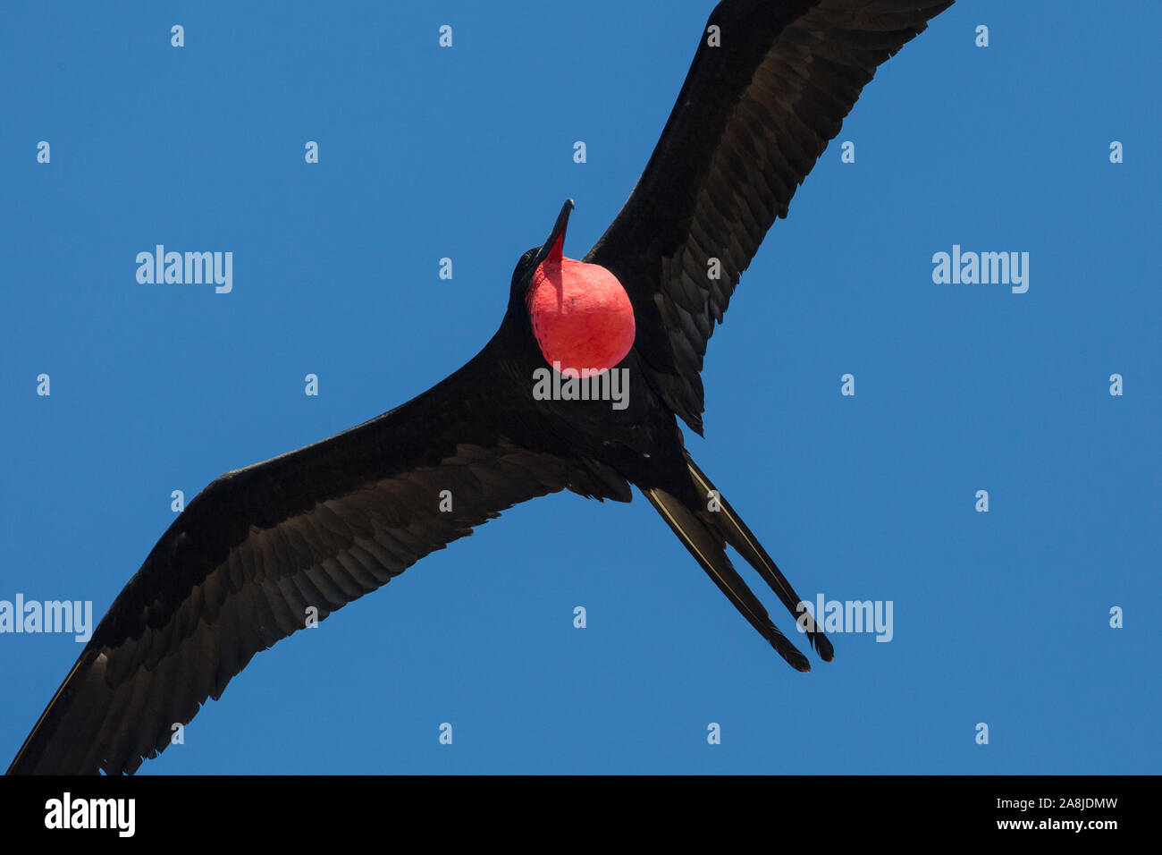 A wild Magnificent Frigatebird flying around Fort Jefferson near Dry ...