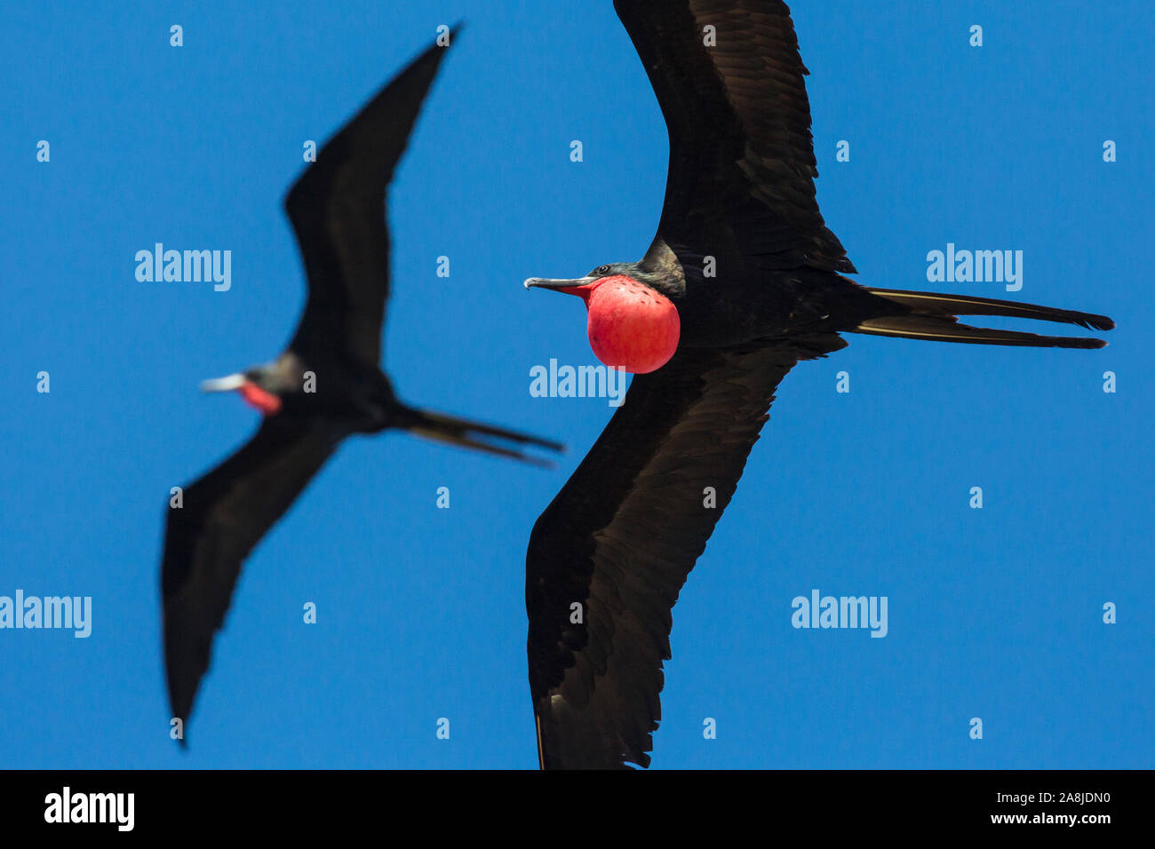 A wild Magnificent Frigatebird flying around Fort Jefferson near Dry ...