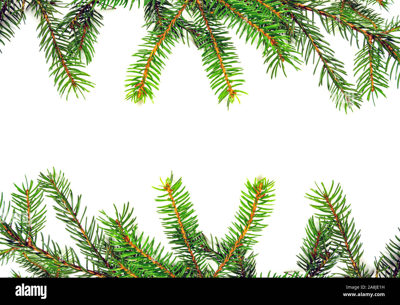 Border fir branches isolated on white background Stock Photo - Alamy