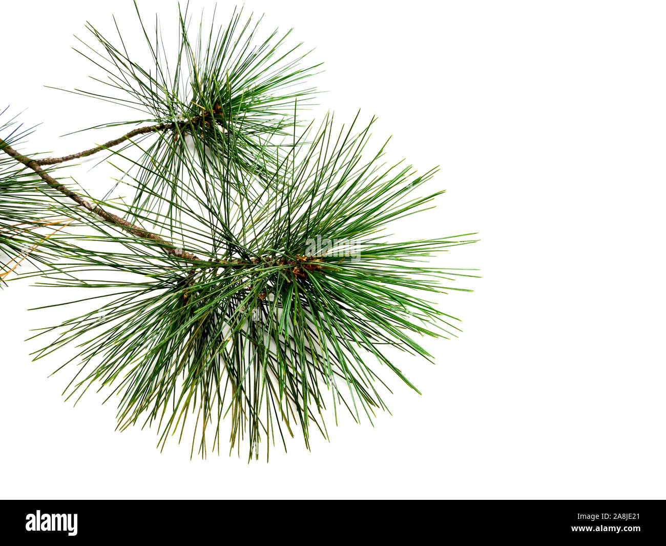 Pine tree branch isolated on white background Stock Photo - Alamy