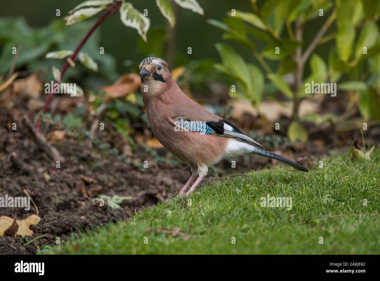 Gavin crow hi-res stock photography and images - Alamy