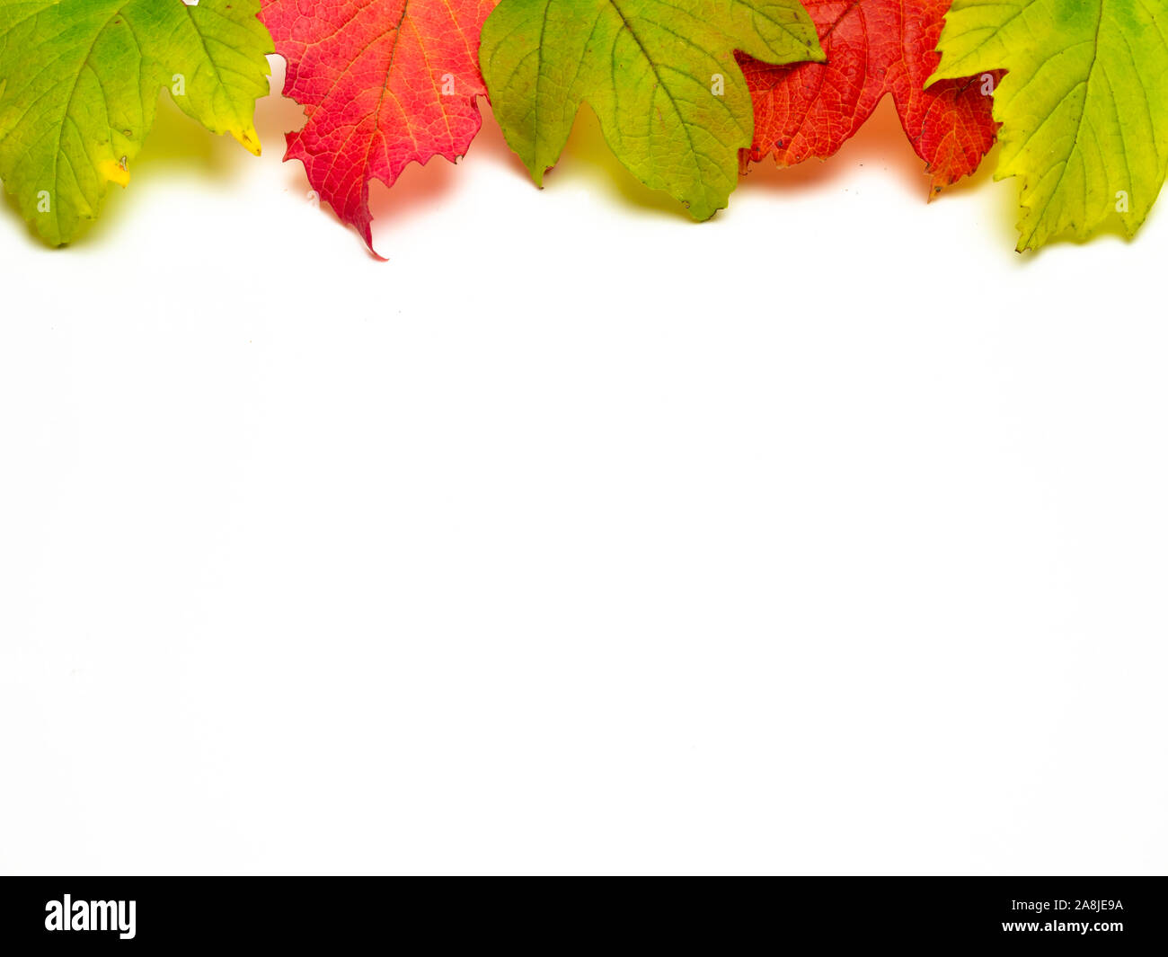 Colorful leaves as an autumn border isolated Stock Photo - Alamy