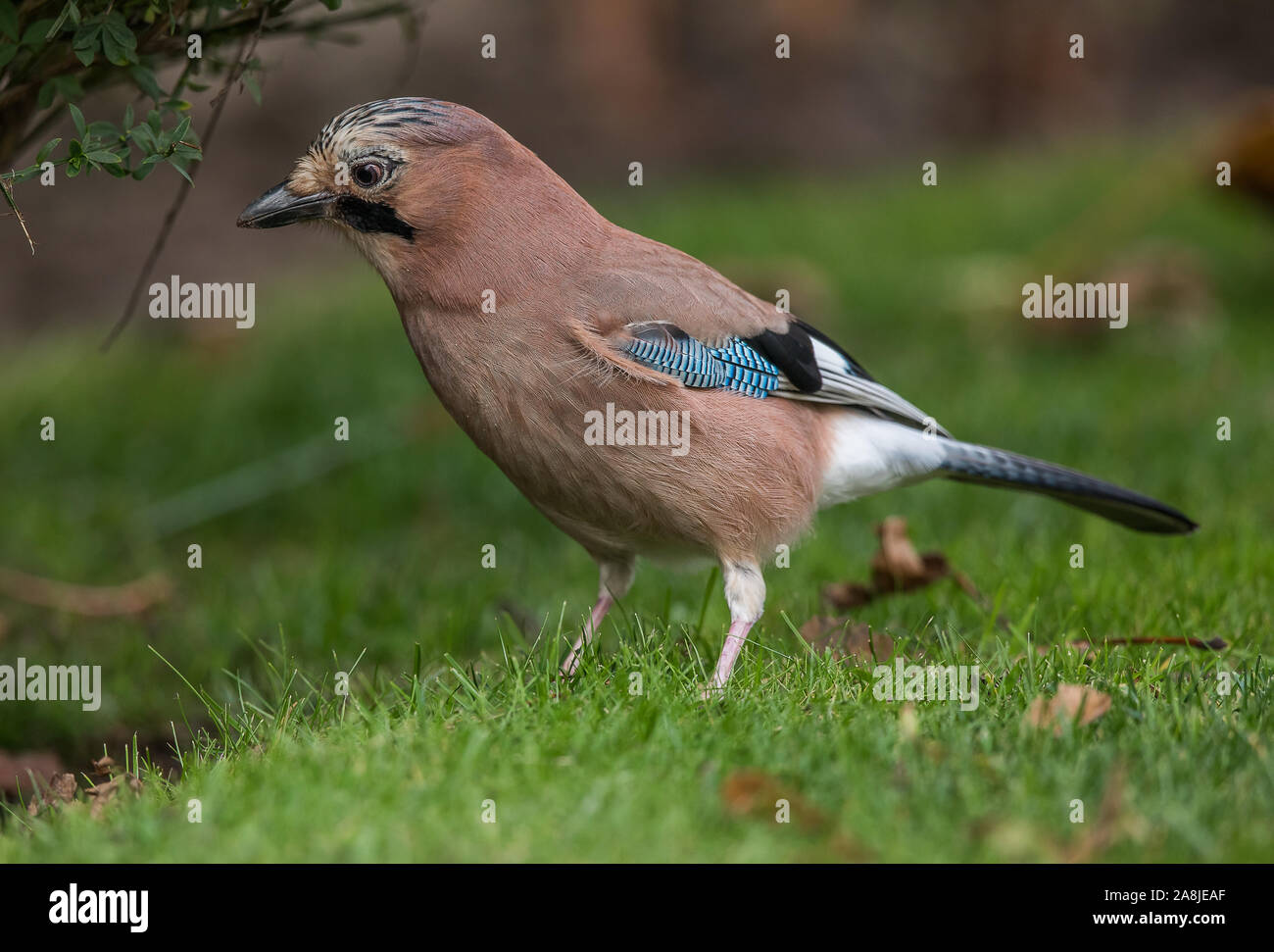 Gavin crow hi-res stock photography and images - Alamy