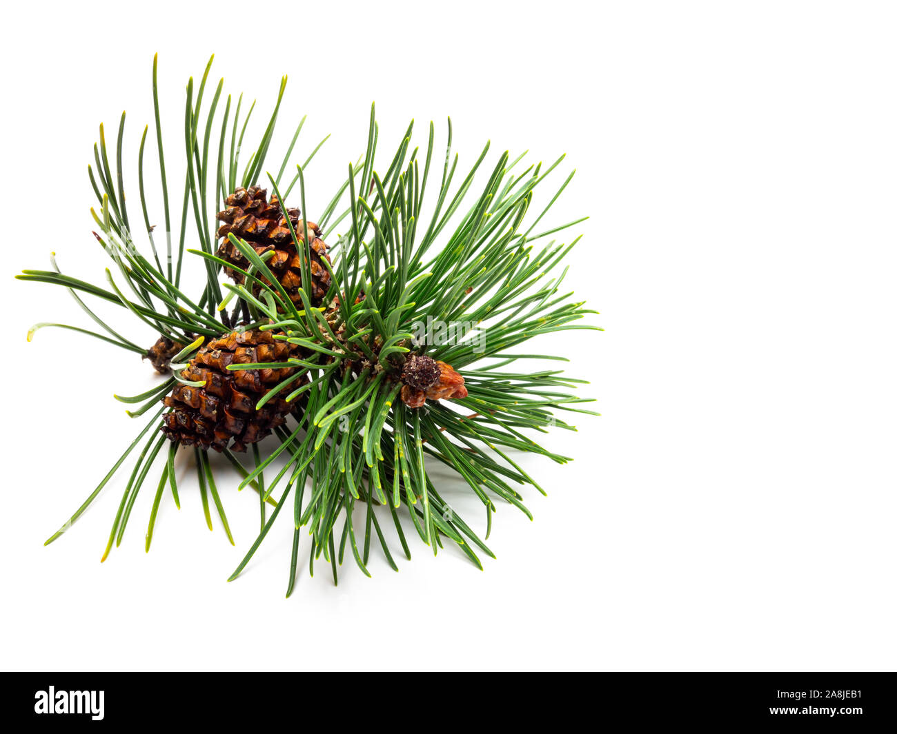 Isolated pine cones hi-res stock photography and images - Alamy