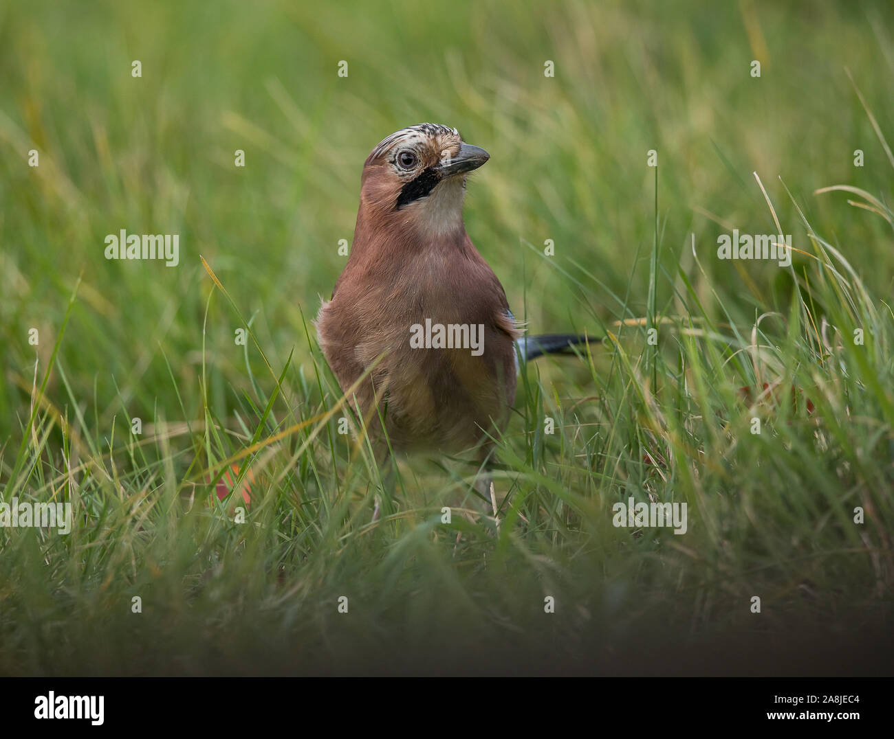 Gavin crow hi-res stock photography and images - Alamy