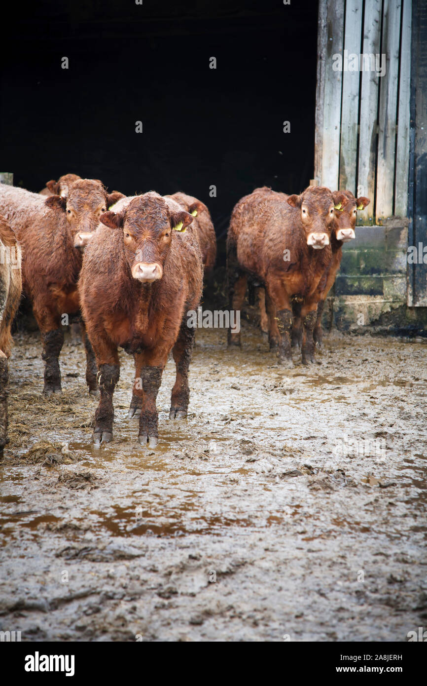 Beef cattle shed uk hi-res stock photography and images - Alamy
