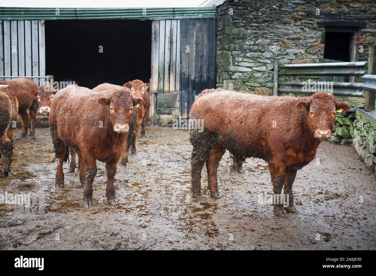 Herd of cows, cattle, livestock, on a British farm in Wales, UK Stock ...