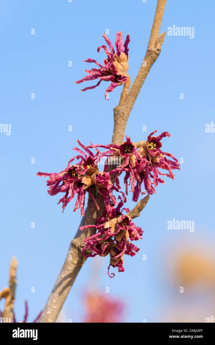 Hamamelis vernalis amethyst hi-res stock photography and images - Alamy