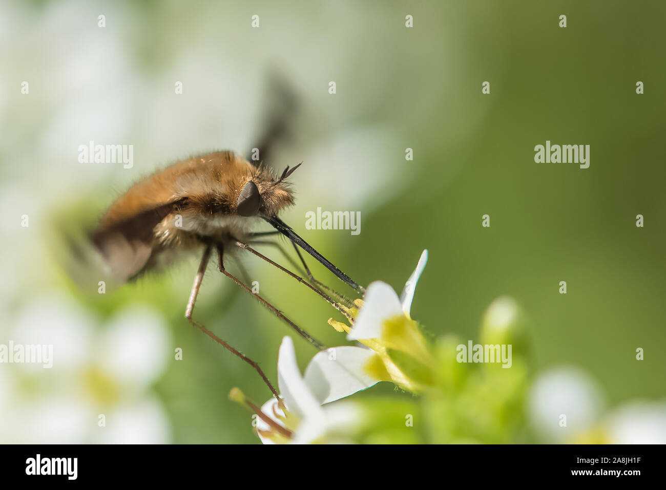 Hawk moth, insect flying with some pollen which sticks on legs Stock ...
