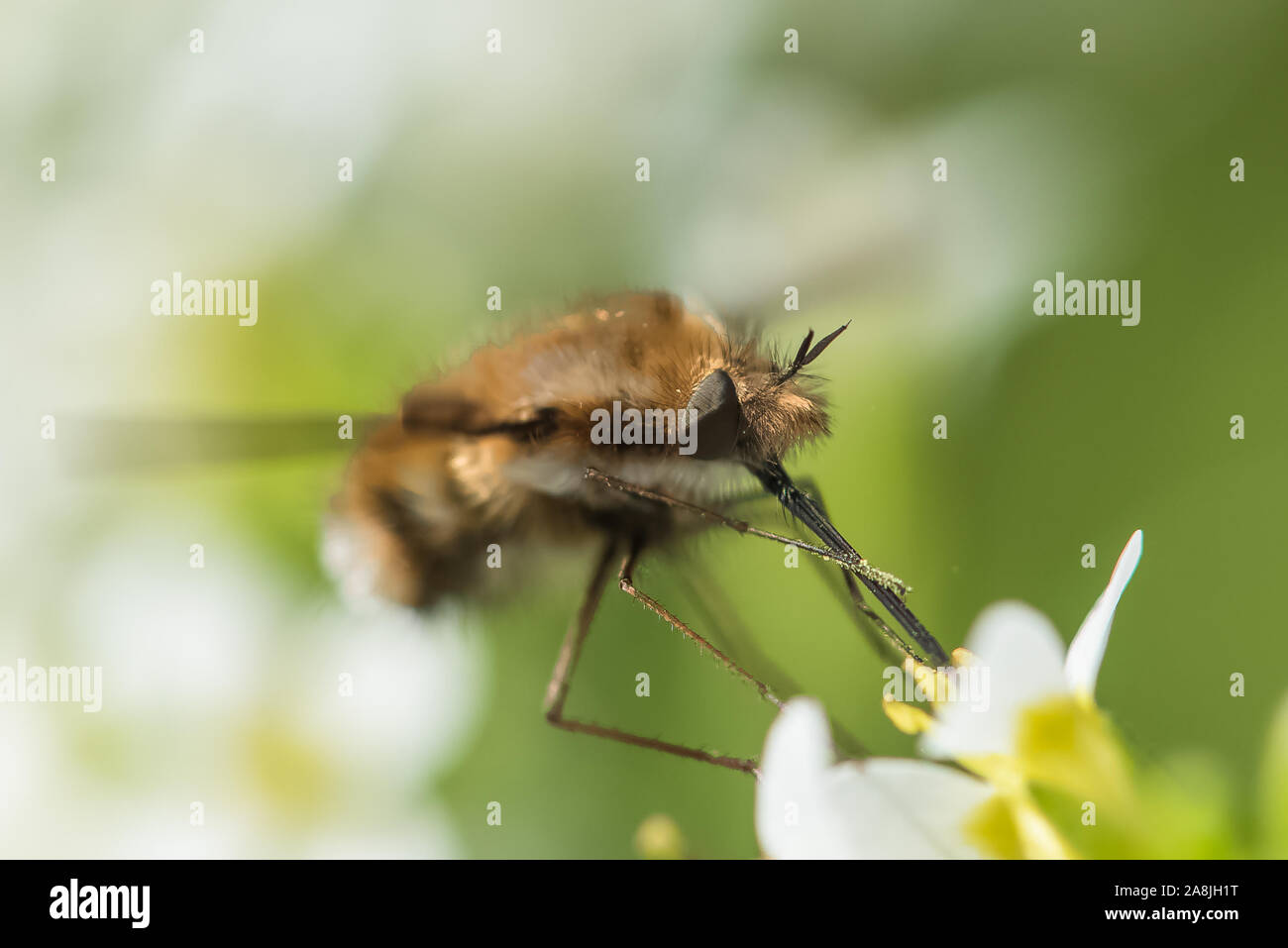 Hawk moth, insect flying with some pollen which sticks on legs Stock ...