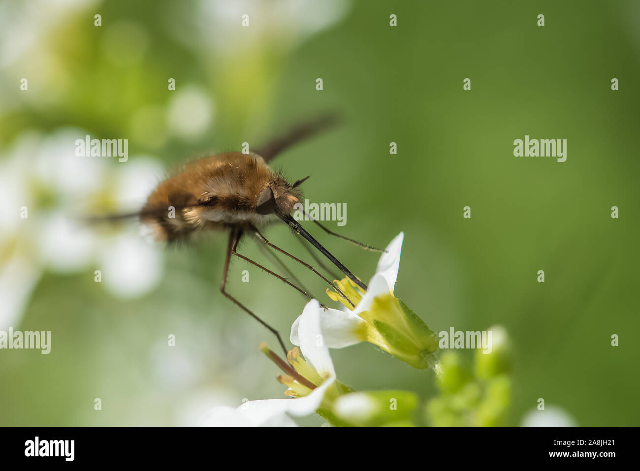 Hawk moth, insect flying with some pollen which sticks on legs Stock ...