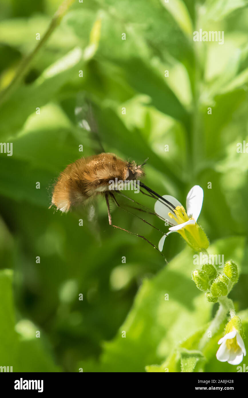 Hawk moth, insect flying with some pollen which sticks on legs Stock ...