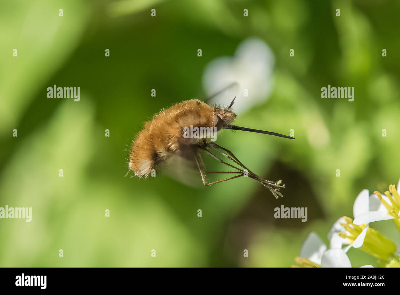 Hawk moth, insect flying with some pollen which sticks on legs Stock ...
